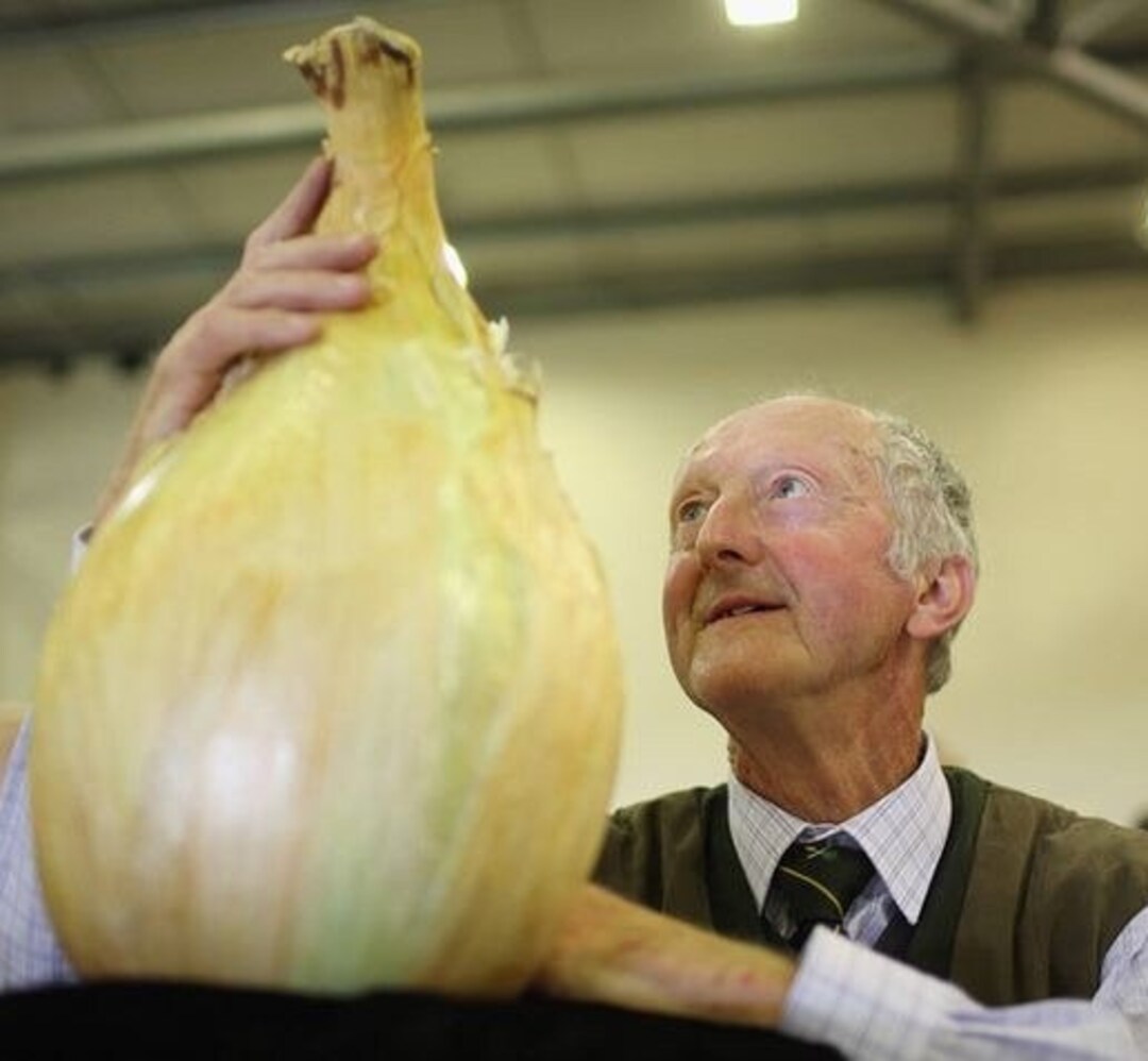 50 Ailsa Craig Giant Onion Seeds - Exhibition Show Favourite - Etsy UK