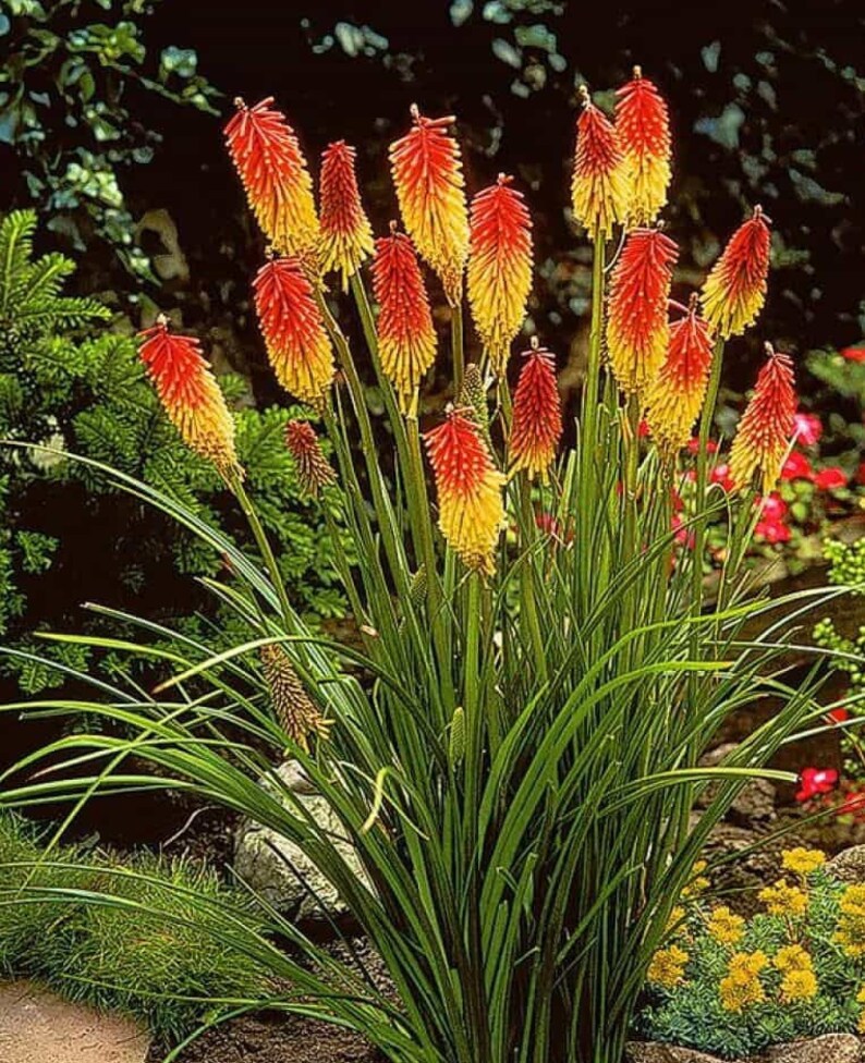 25 Kniphofia Seeds - Red Hot Poker - Etsy UK