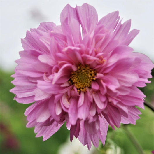 25 Fizzy Pink Cosmos Seeds - Etsy UK