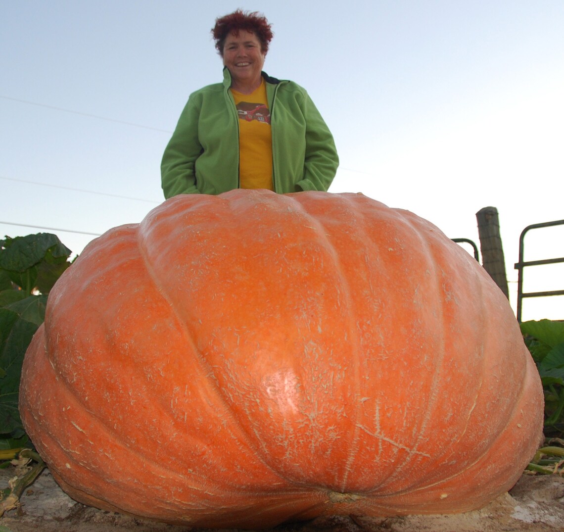 10 Super Max Pumpkin Seeds - Etsy UK