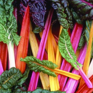 25 Rainbow Swiss Chard Seeds - Bright Lights - Etsy UK