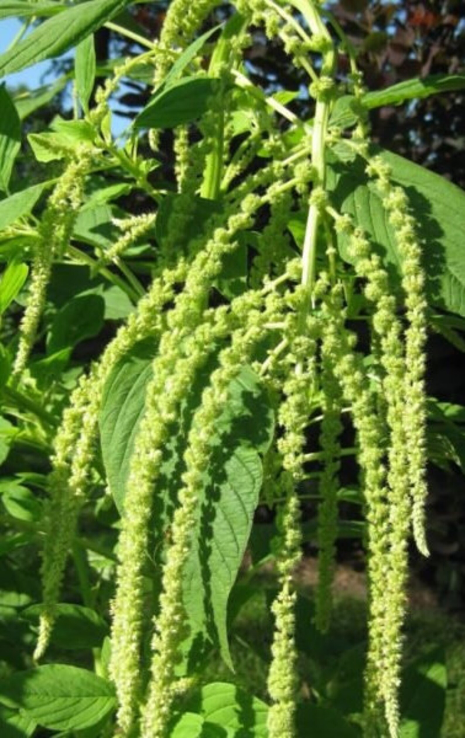 50 Amaranthus Caudatus Green Foxtail Love Lies Bleeding | Etsy