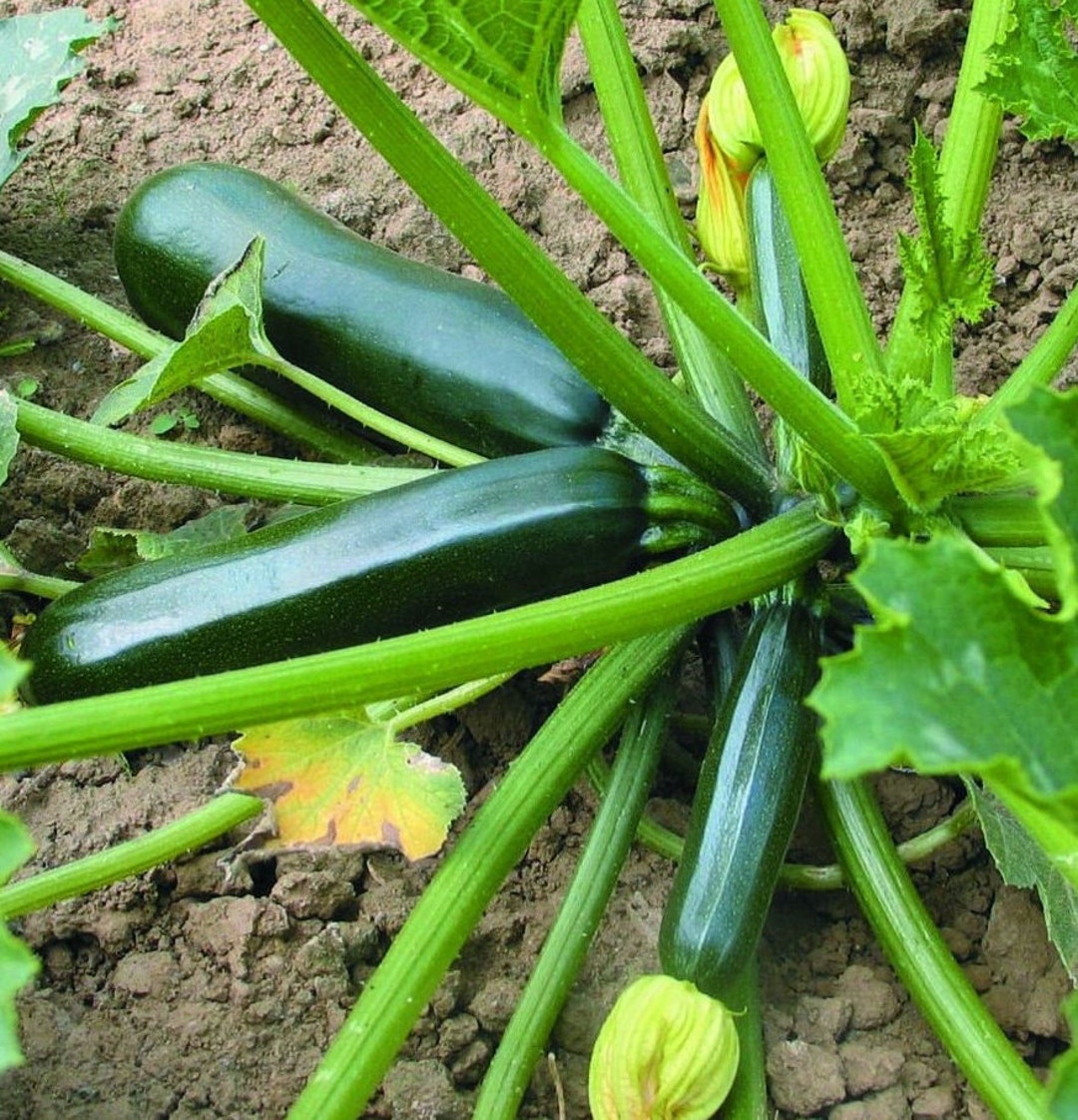 15 All Green Bush Courgette Seeds - Etsy UK