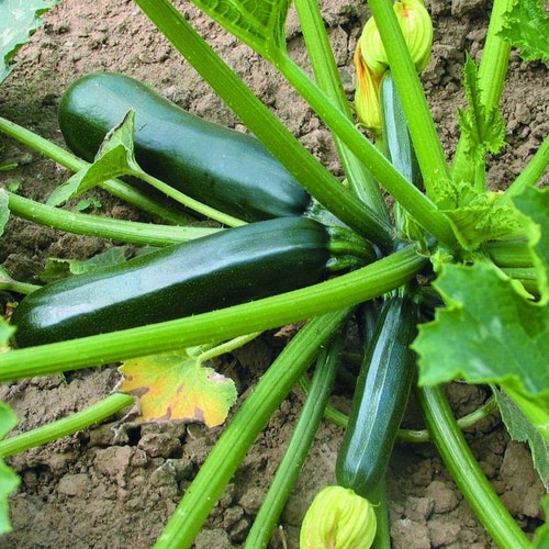 15 All Green Bush Courgette Seeds - Etsy UK
