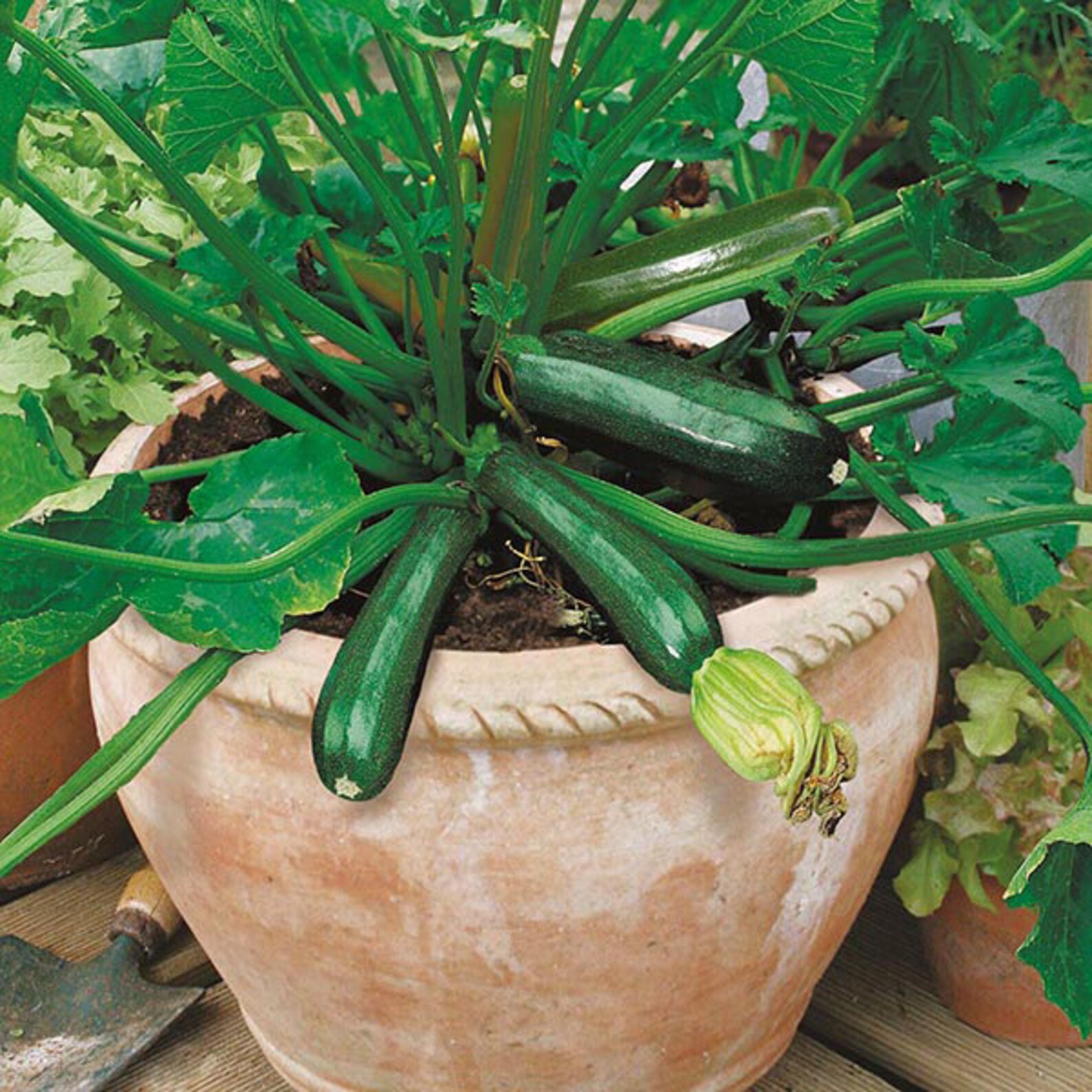 15 All Green Bush Courgette Seeds - Etsy UK