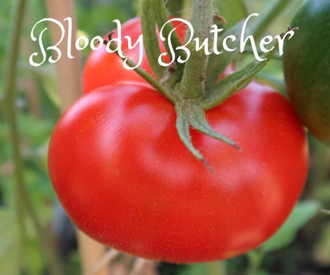 15 Bloody Butcher Tomato Seeds - Heirloom - Etsy UK