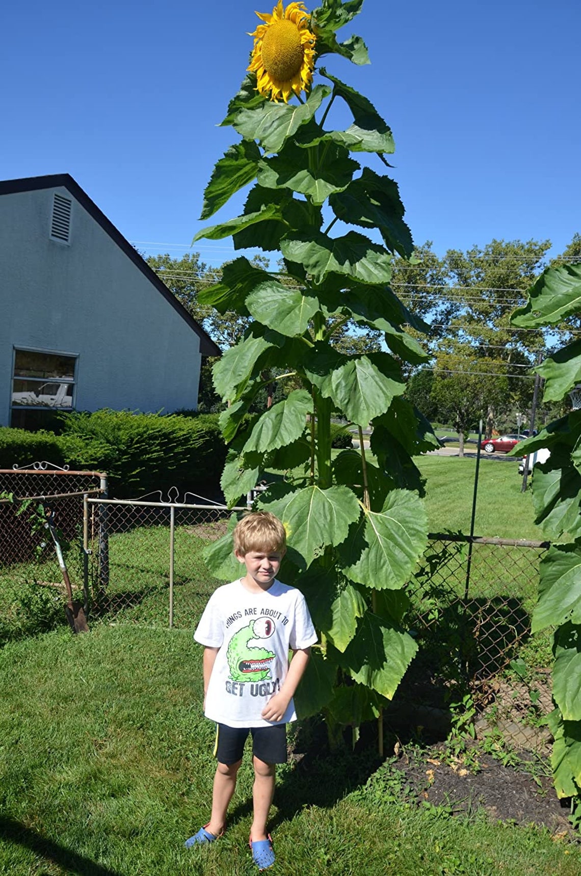 10 Mongolian Giant Sunflower Seeds up to 14 Feet Tall 18 | Etsy UK