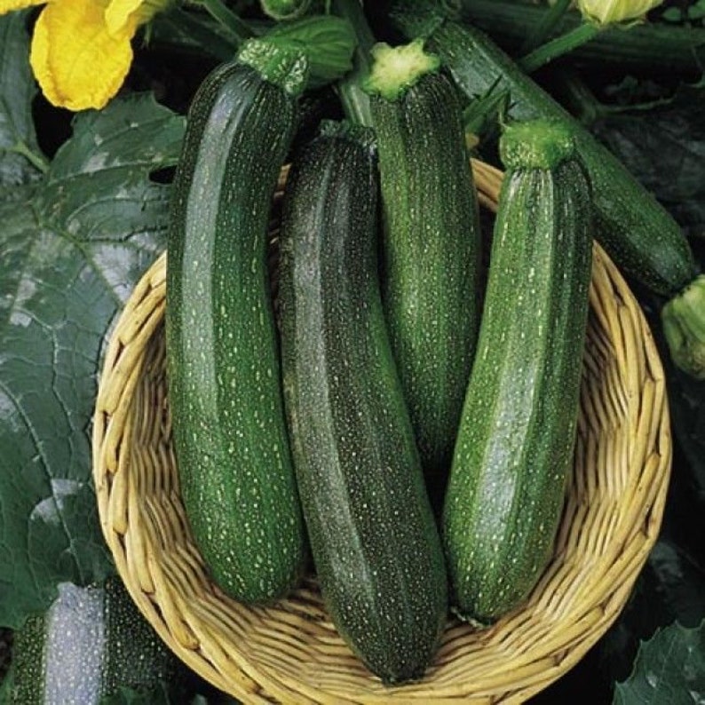 15 All Green Bush Courgette Seeds - Etsy UK