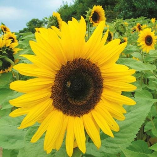25 Giant Yellow Single Sunflower Seeds - Etsy UK