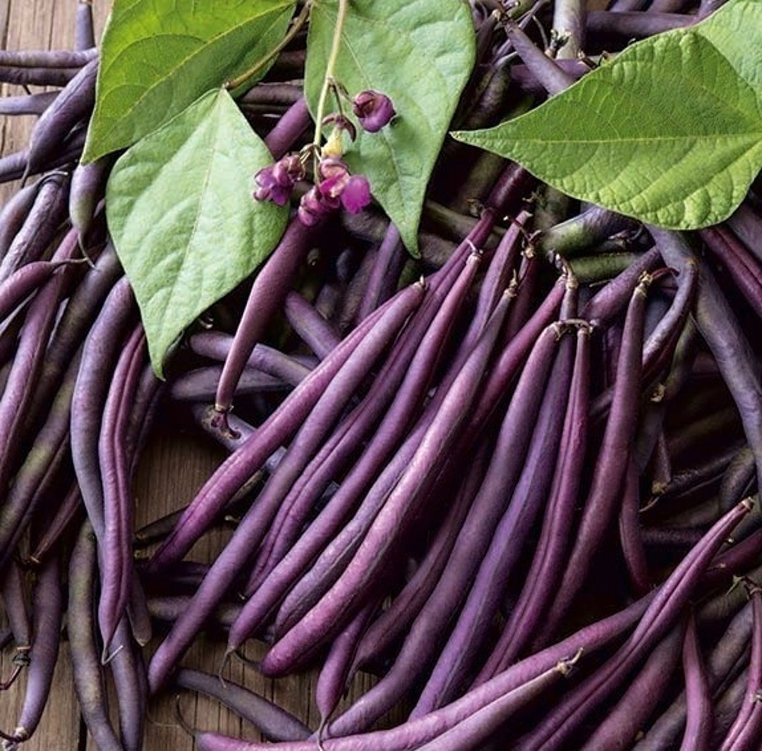 15 Purple Queen French Dwarf Bean Seeds - Stringless - Etsy UK
