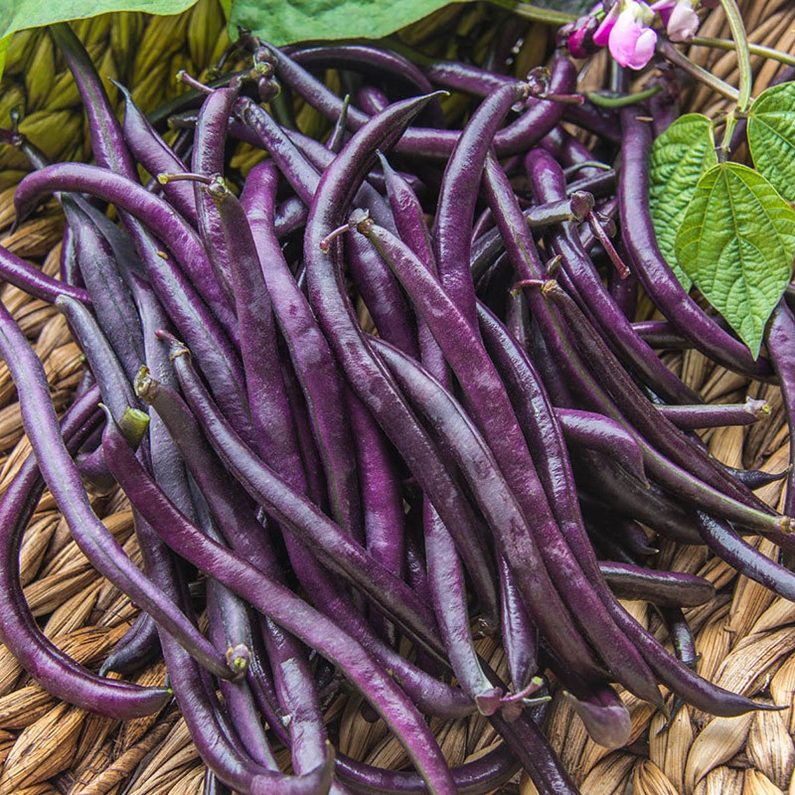 15 Purple Queen French Dwarf Bean Seeds Stringless - Etsy UK