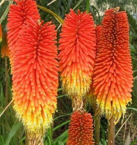 25 Kniphofia Seeds - Red Hot Poker - Etsy UK