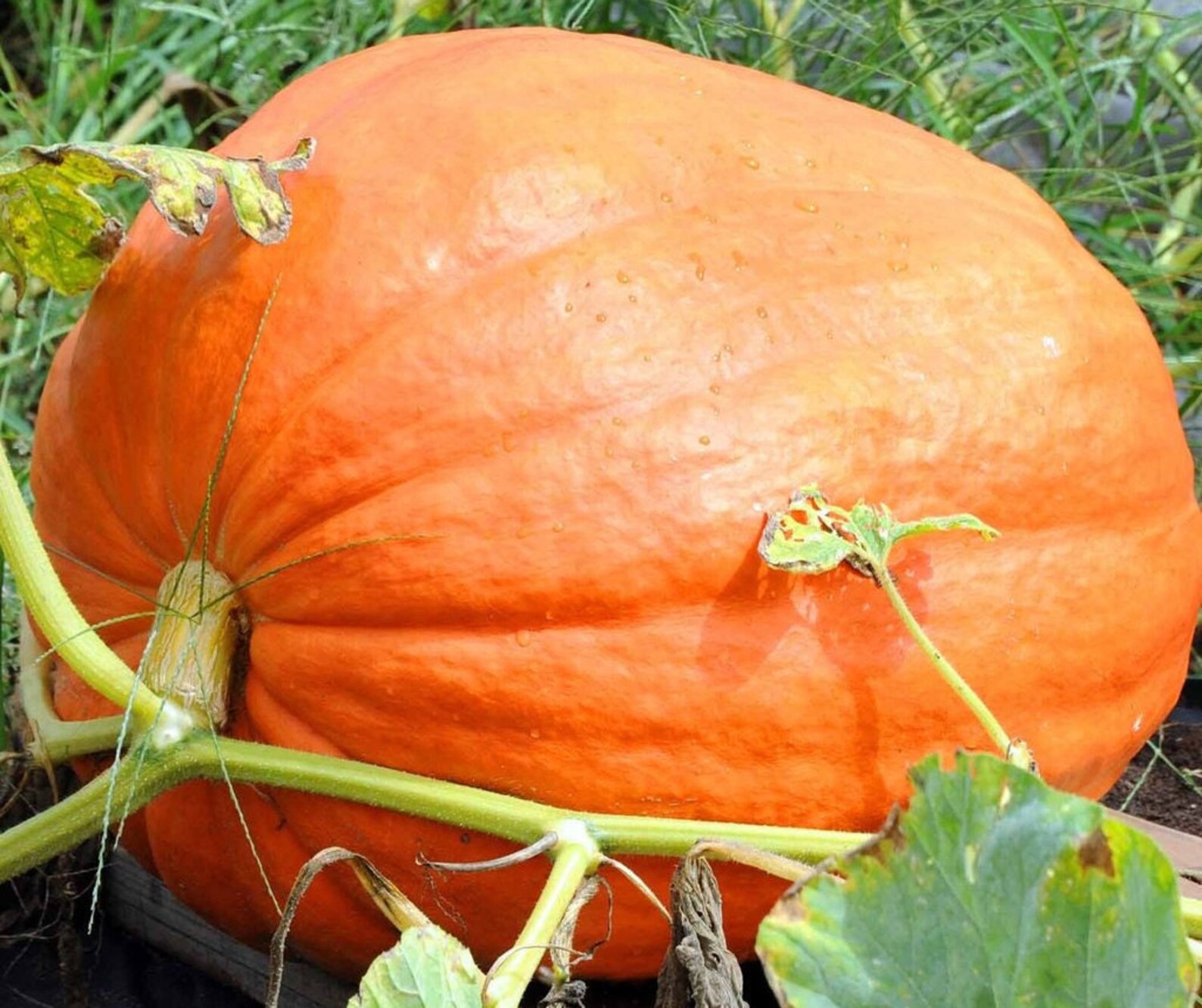 10 Super Max Pumpkin Seeds - Etsy UK