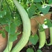 15 Armenian Yard Long Cucumber Seeds - Etsy UK