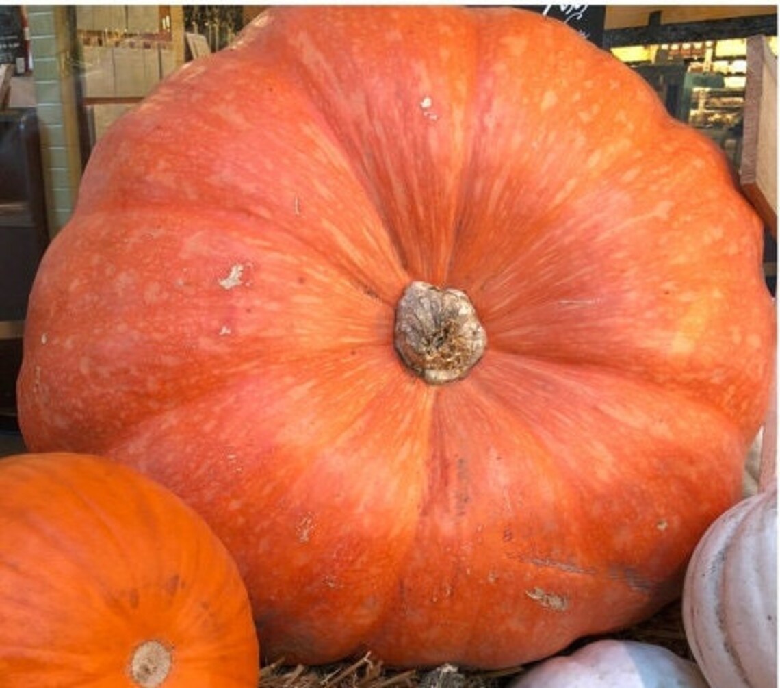 10 Super Max Pumpkin Seeds - Etsy UK