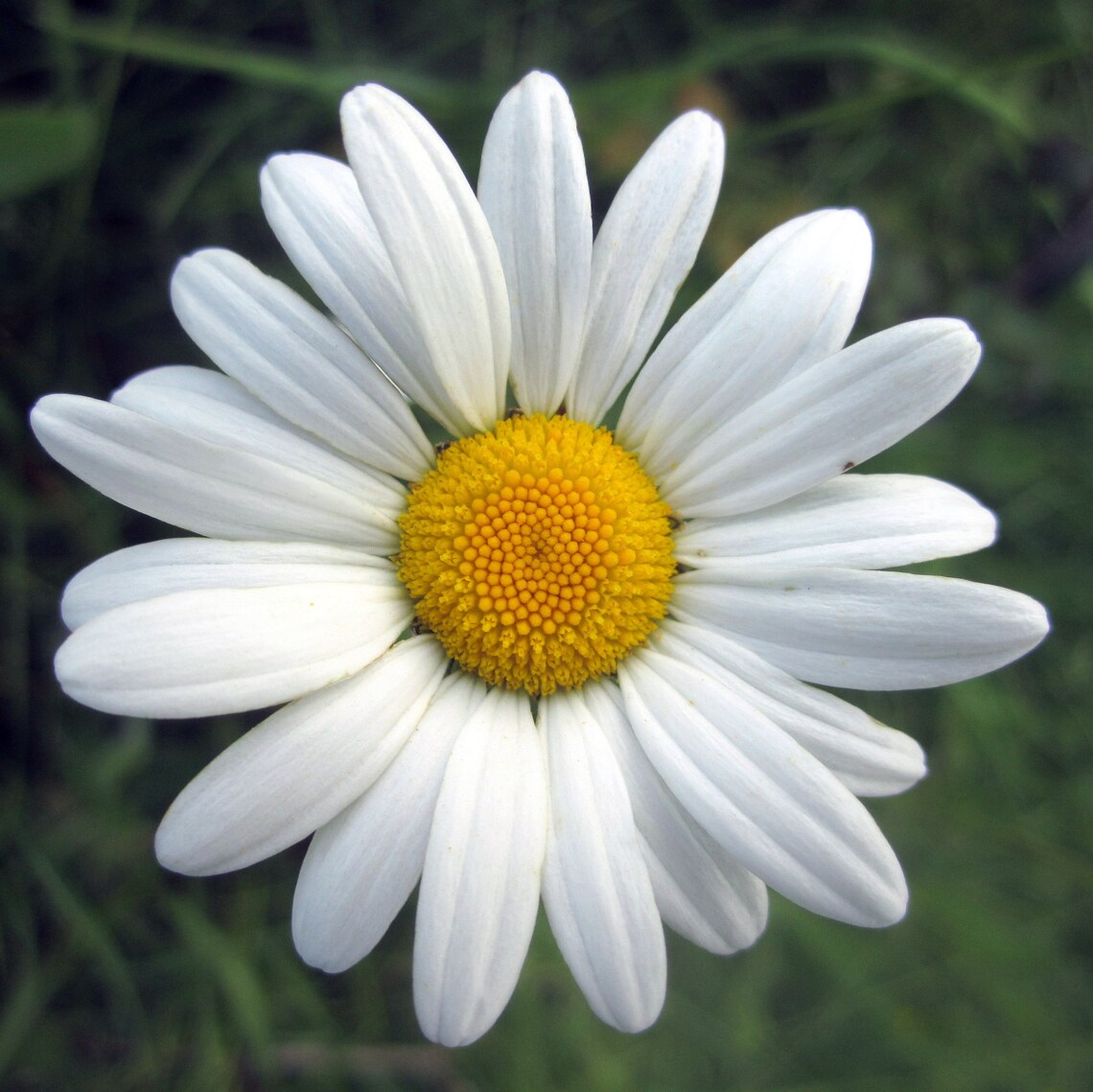 50 Ox Eye Daisy Seeds - Etsy UK