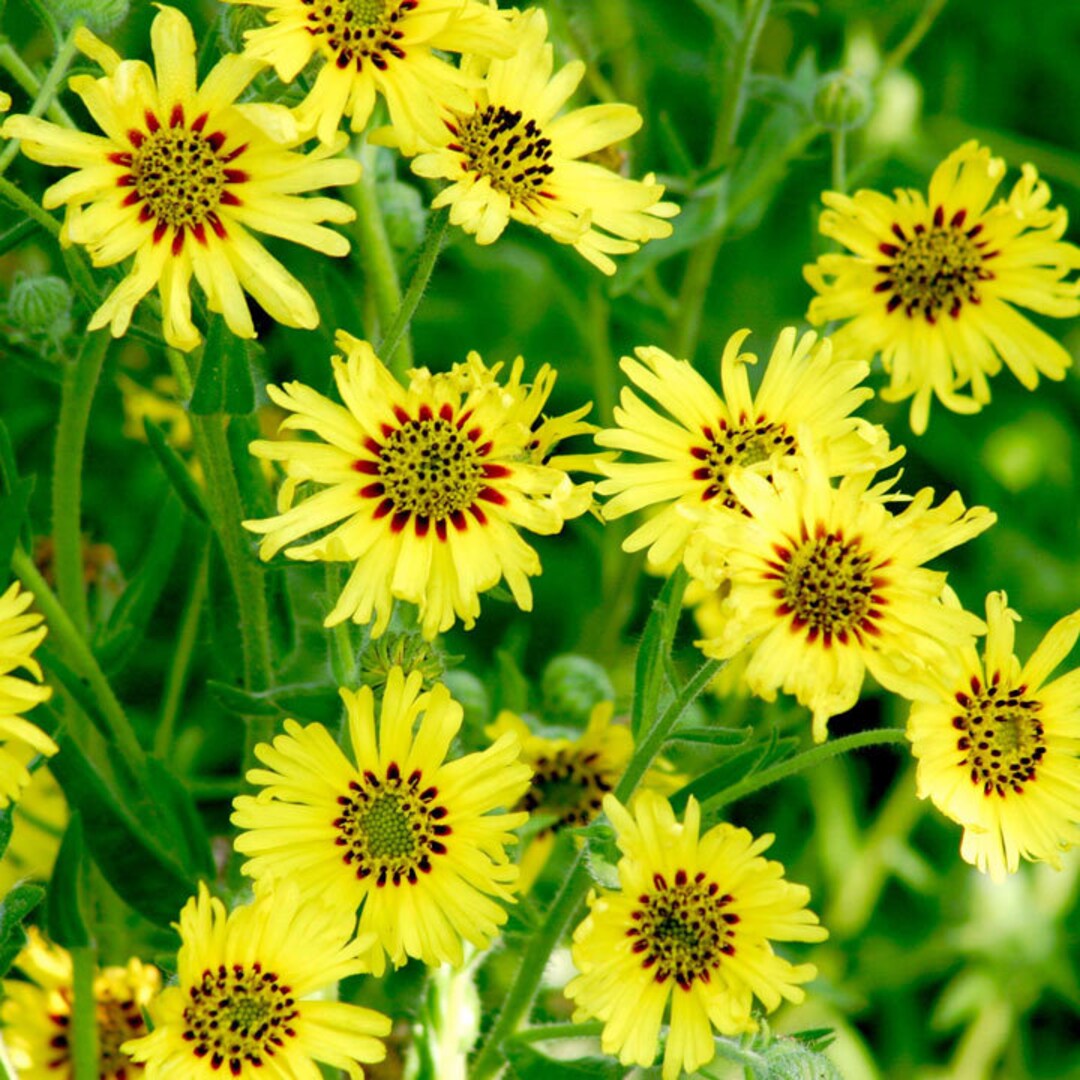 15 Tropical Fruits Daisy Seeds - Smells Like a Basket of Tropical ...