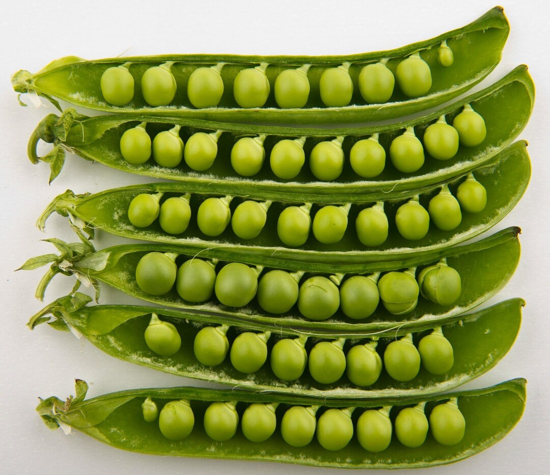 15 Lincoln Dwarf Peas - Heirloom - Etsy UK