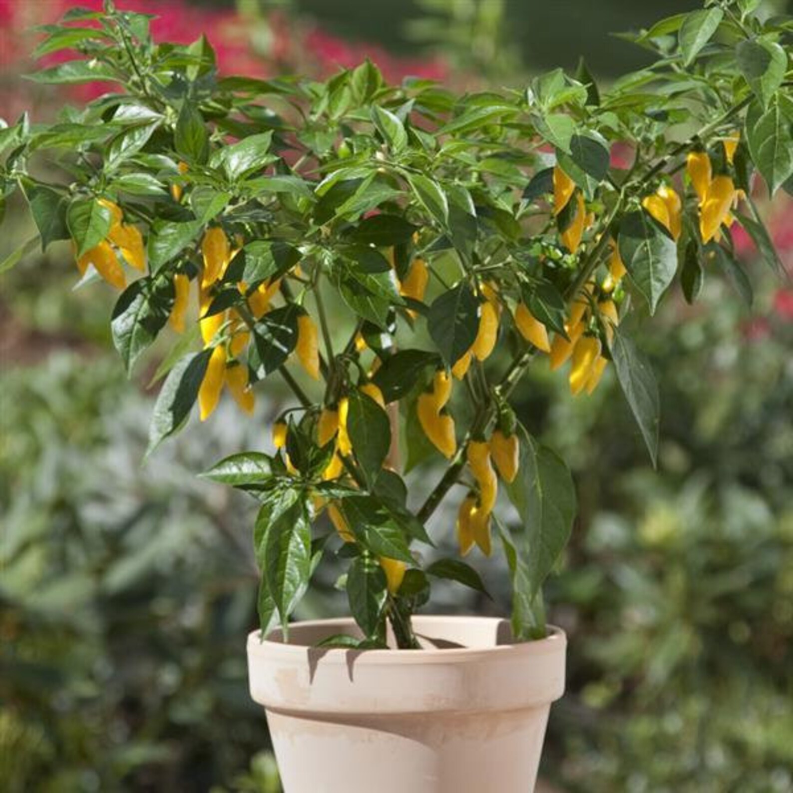 15 Habanero Lemon Hot Pepper Seeds - Citrusy Taste, Apricot Aroma - Etsy UK