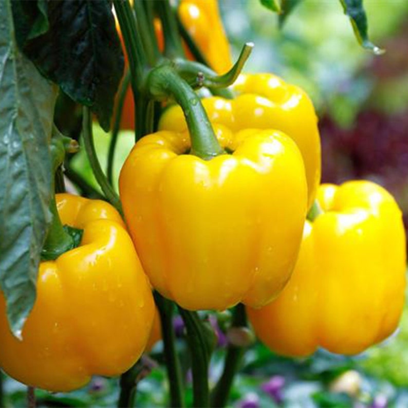 25 Golden California Wonder Bell Pepper Seeds - Etsy UK