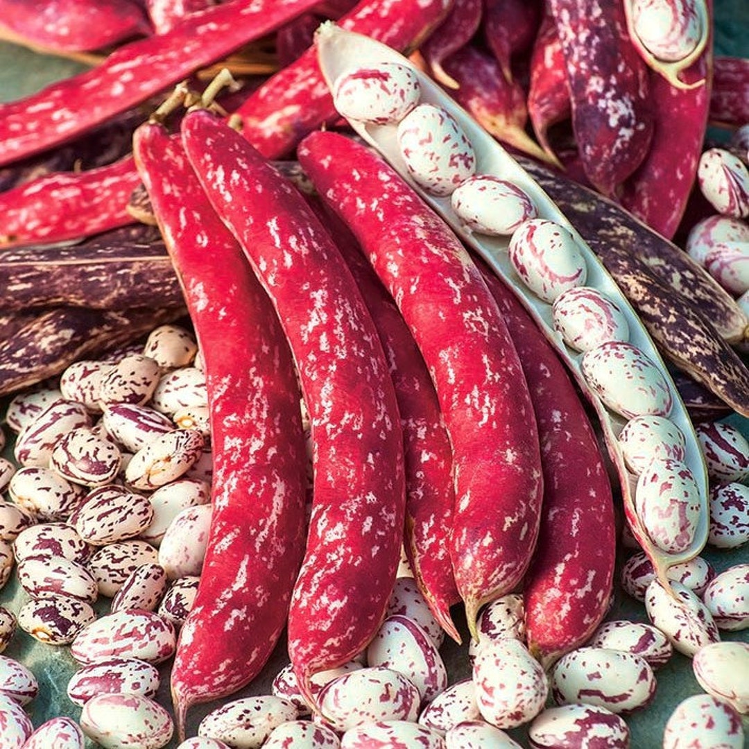15 Red Borlotti Bean Seeds - Climber up to 7 Feet Tall, Sow up to ...