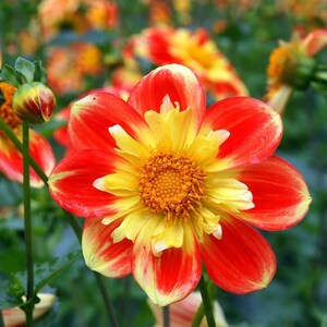 25 Dahlia Dwarf Dandy Collarette Mix Seeds - Etsy UK
