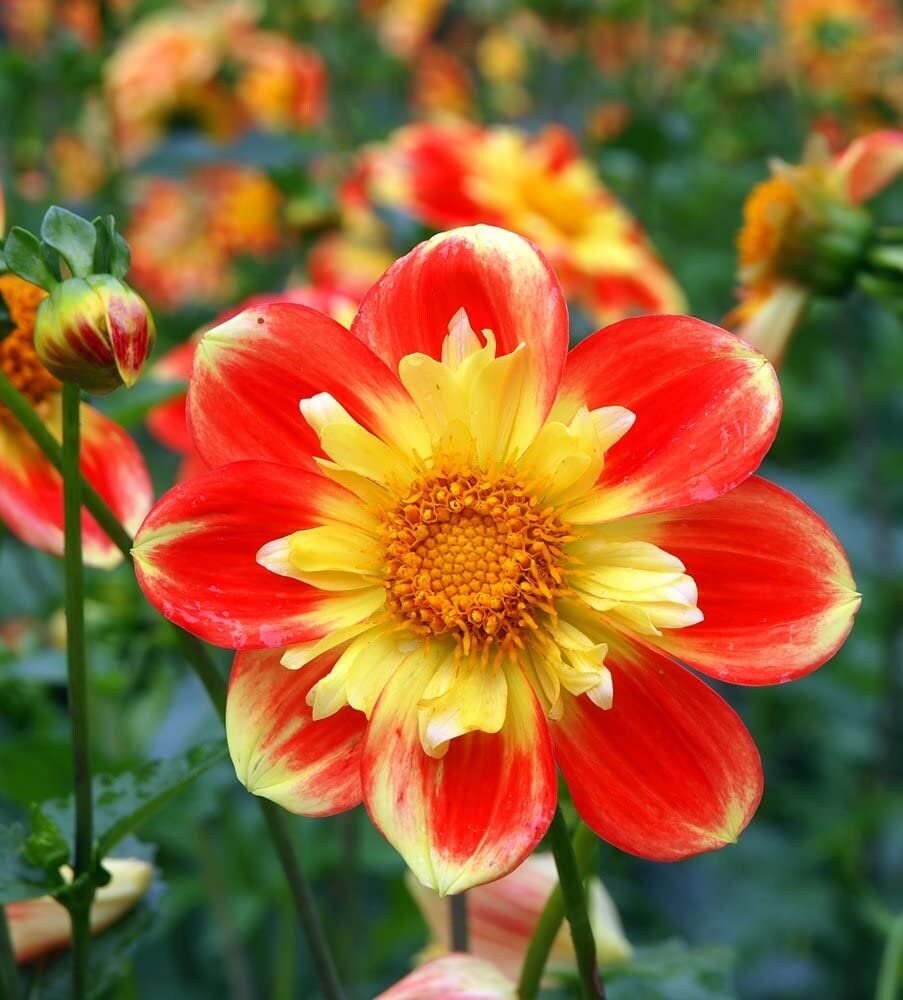 25 Dahlia Dwarf Dandy Collarette Mix Seeds - Etsy UK
