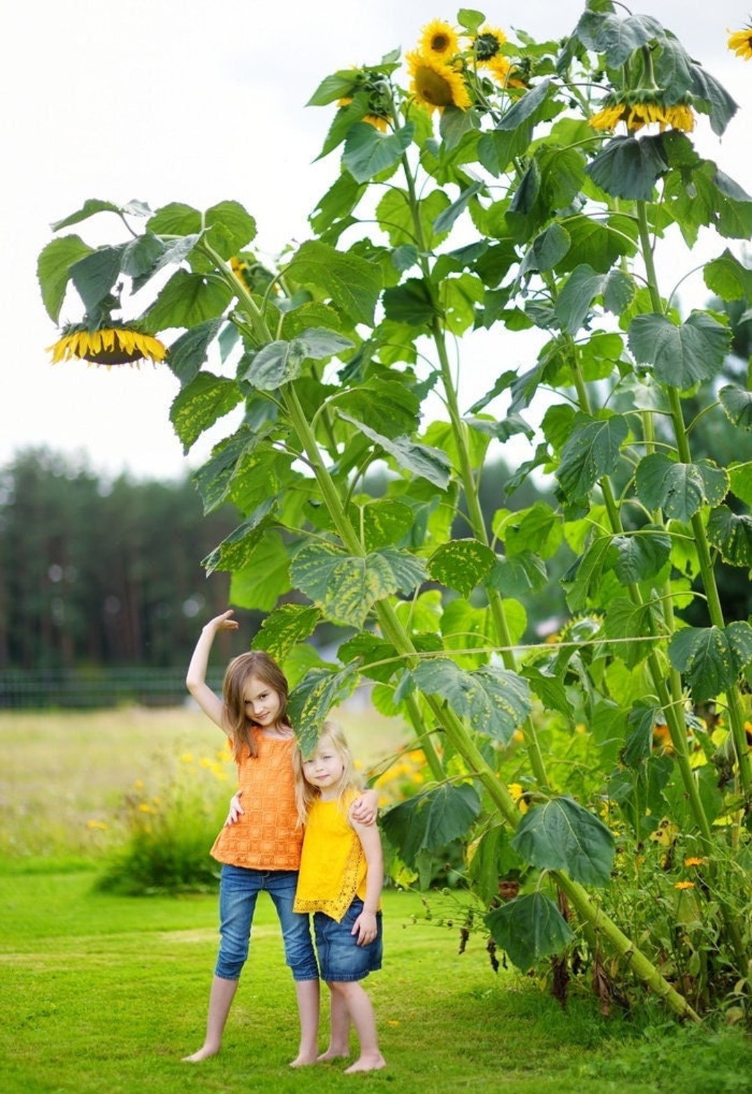 12 Giant Titan Sunflower Seeds - 10 to 14 Feet Tall, 18 to 20 Inches Across - Etsy UK