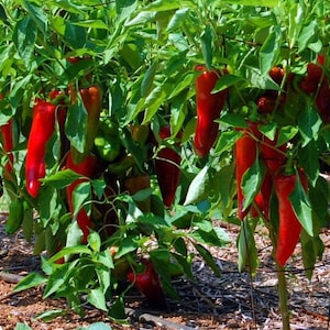 15 Marconi Red Sweet Pepper Seeds - Etsy UK