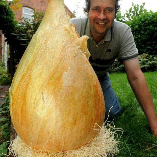 50 Ailsa Craig Giant Onion Seeds - Exhibition Show Favourite - Etsy UK