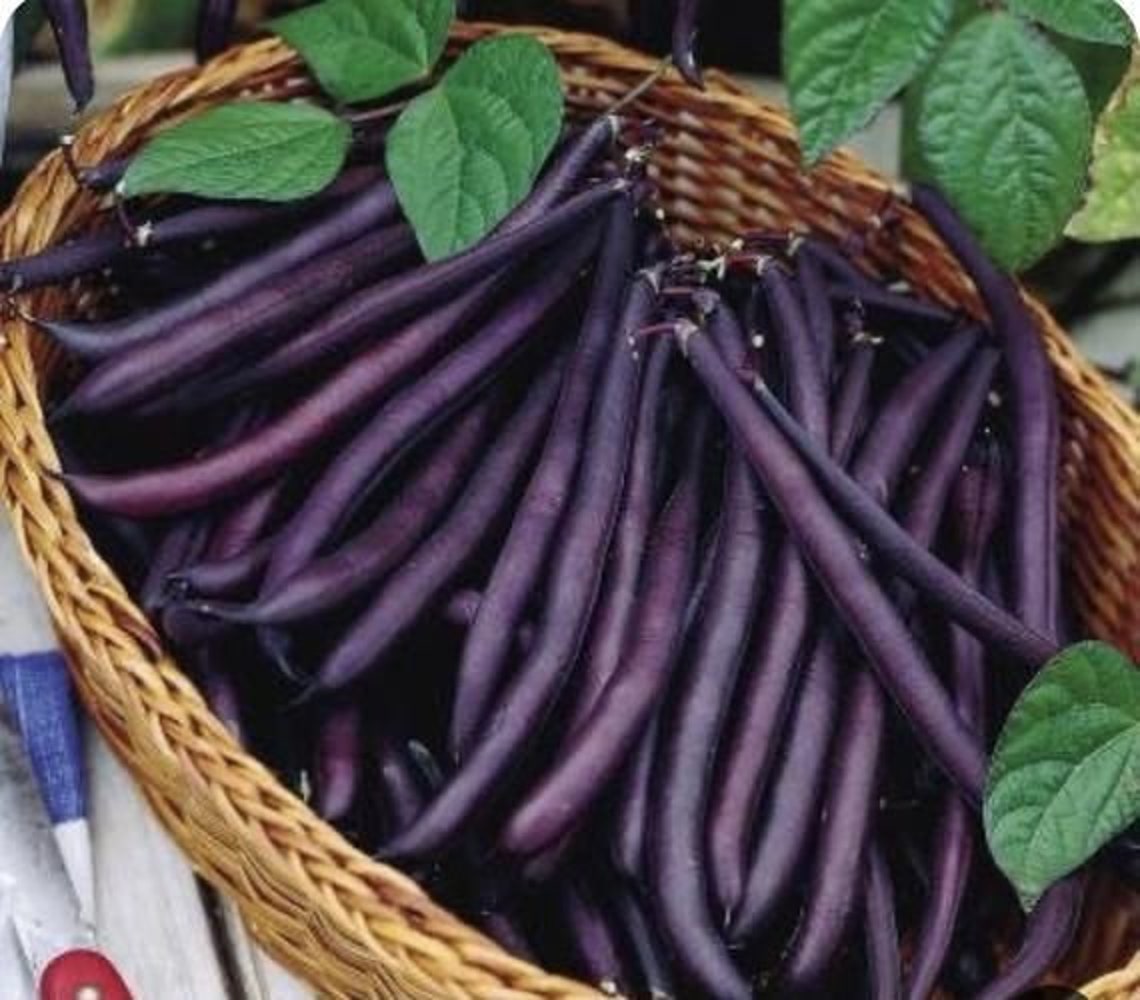 15 Purple Queen French Dwarf Bean Seeds Stringless - Etsy UK