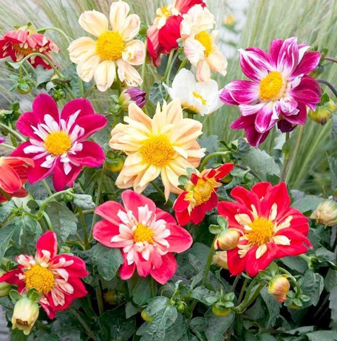 25 Dahlia Dwarf Dandy Collarette Mix Seeds - Etsy UK