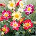 25 Dahlia Dwarf Dandy Collarette Mix Seeds - Etsy UK