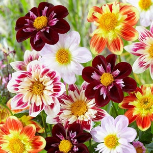 25 Dahlia Dwarf Dandy Collarette Mix Seeds - Etsy UK