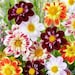 25 Dahlia Dwarf Dandy Collarette Mix Seeds - Etsy UK