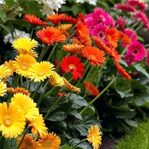 25 Gerbera Jamesonii Daisy Mix Seeds - Etsy UK
