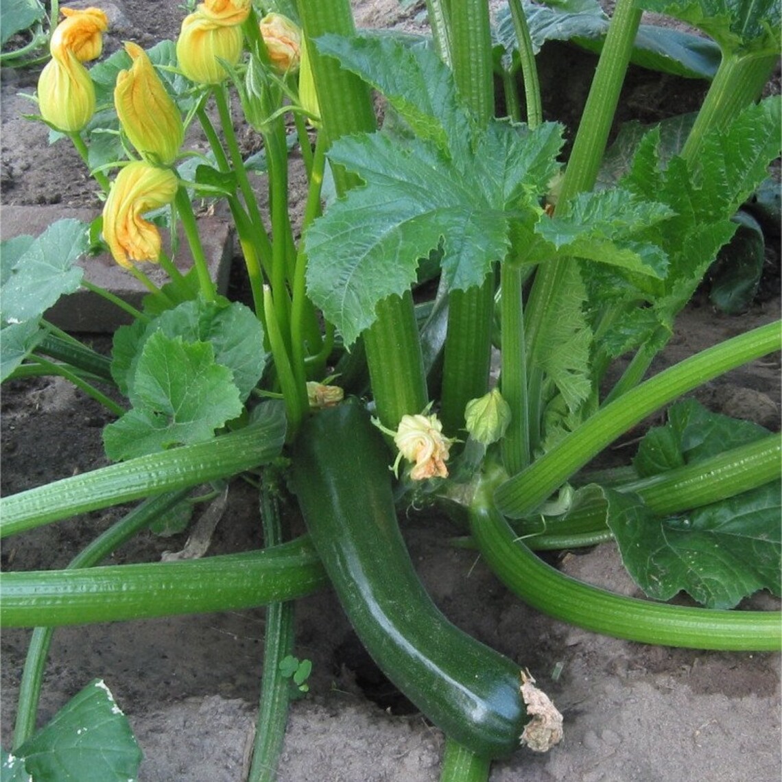 15 All Green Bush Courgette Seeds - Etsy UK