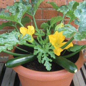 15 All Green Bush Courgette Seeds - Etsy UK