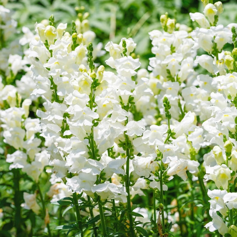 25 Antirrhinum Snowflake Seeds - Snapdragon - Etsy UK