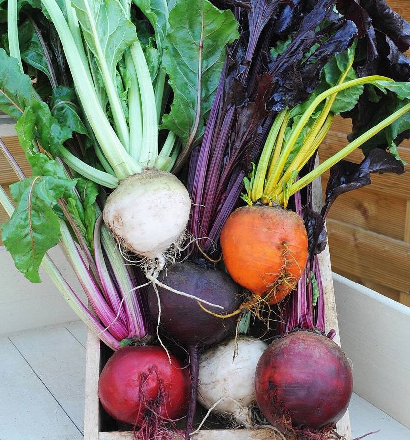 5 Different Packs of Rainbow Seeds, Rainbow Carrots, Bell Peppers ...