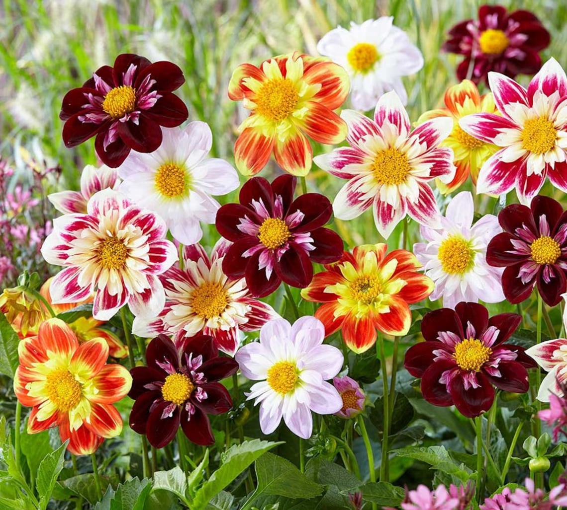 25 Dahlia Dwarf Dandy Collarette Mix Seeds - Etsy UK