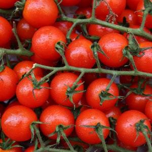 15 Cerise Cherry Tomato Seeds - Etsy UK