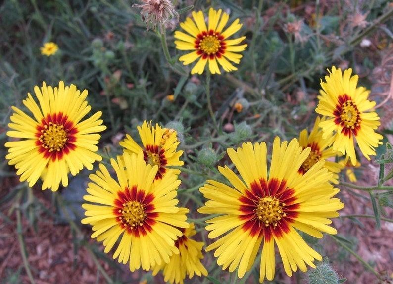 15 Tropical Fruits Daisy Seeds - Smells Like a Basket of Tropical ...