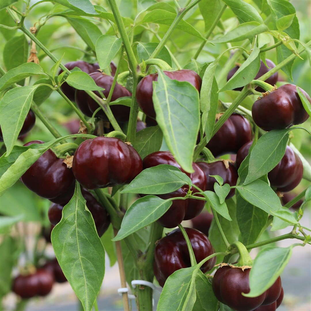 15 Chocolate Sweet Mini Bell Pepper Seeds - Etsy UK