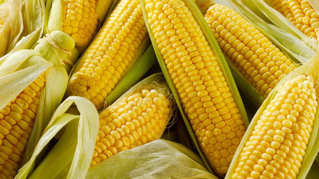 15 Golden Gate Sweetcorn Seeds - Etsy UK