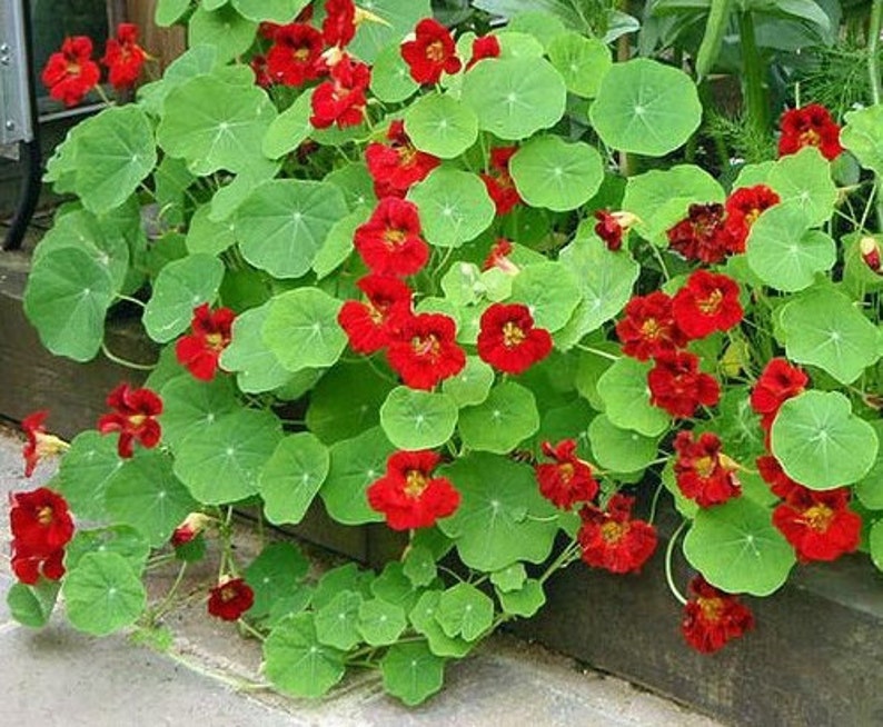 15 Red Empress of India Nasturtium Seeds - Edible - Etsy UK