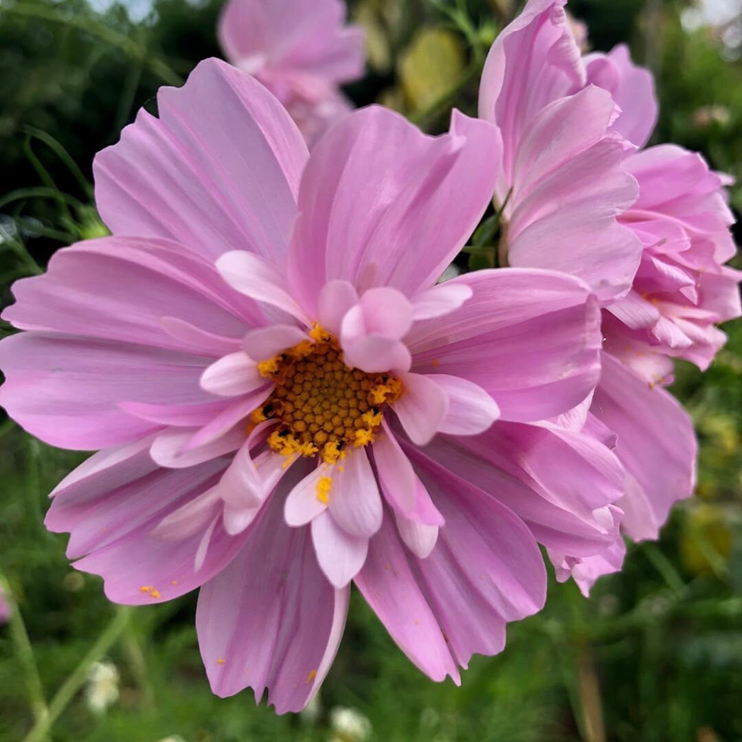25 Fizzy Pink Cosmos Seeds - Etsy UK