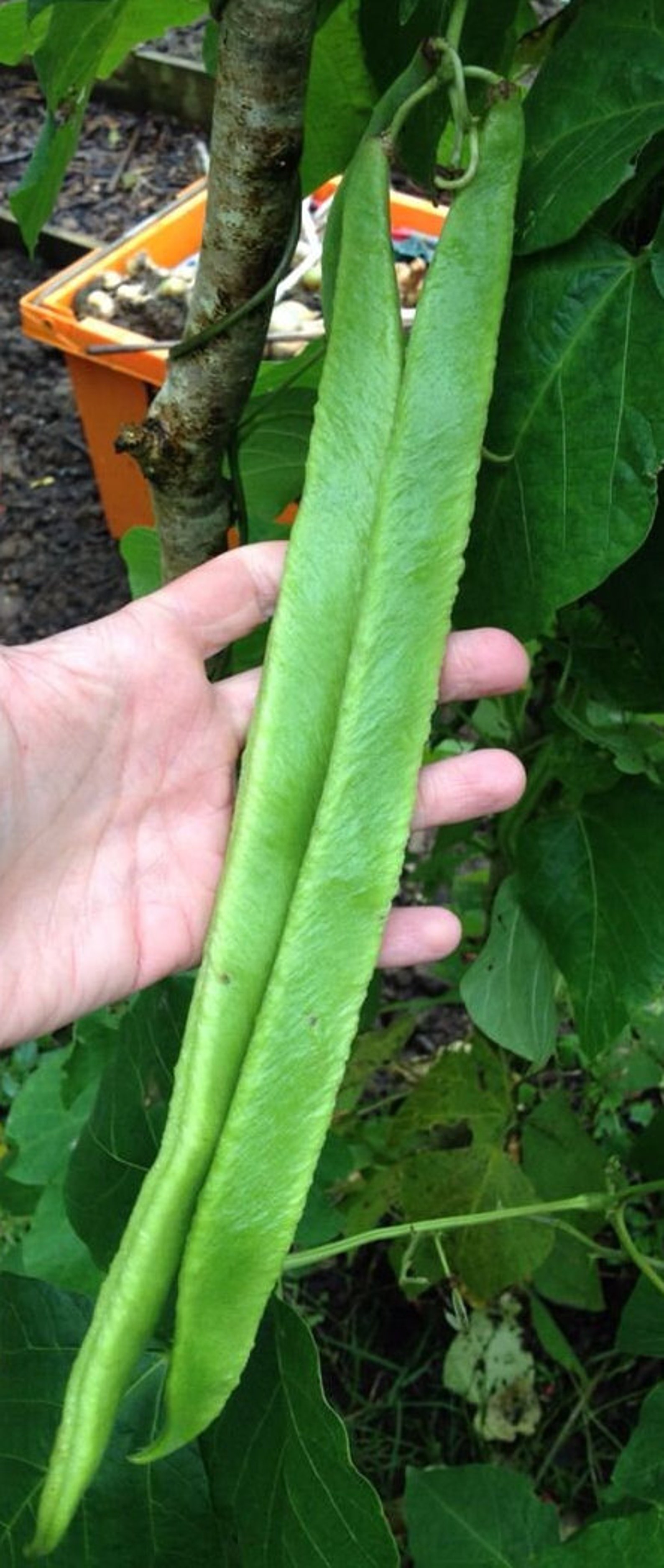 15 Enorma Runner Bean Seeds - Prize Winning Exhibition Bean - Etsy UK