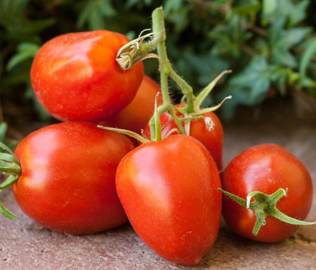 15 Amish Paste Tomato Seeds - Etsy Canada