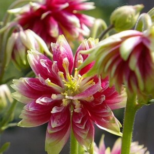 25 Nora Barlow Columbine Seeds - Aquilegia - Etsy UK